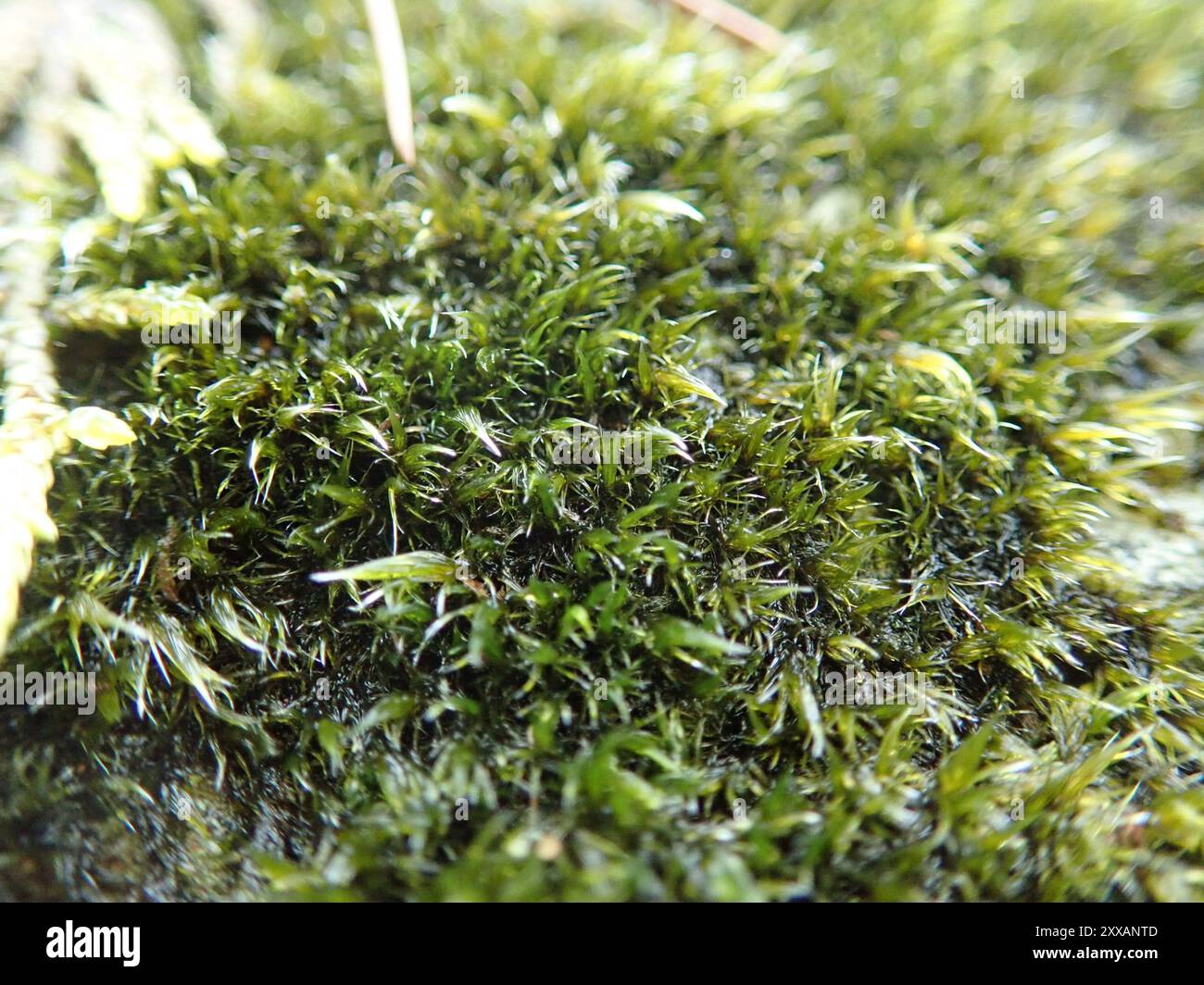 joint-toothed mosses (Bryopsida) Plantae Stock Photo - Alamy