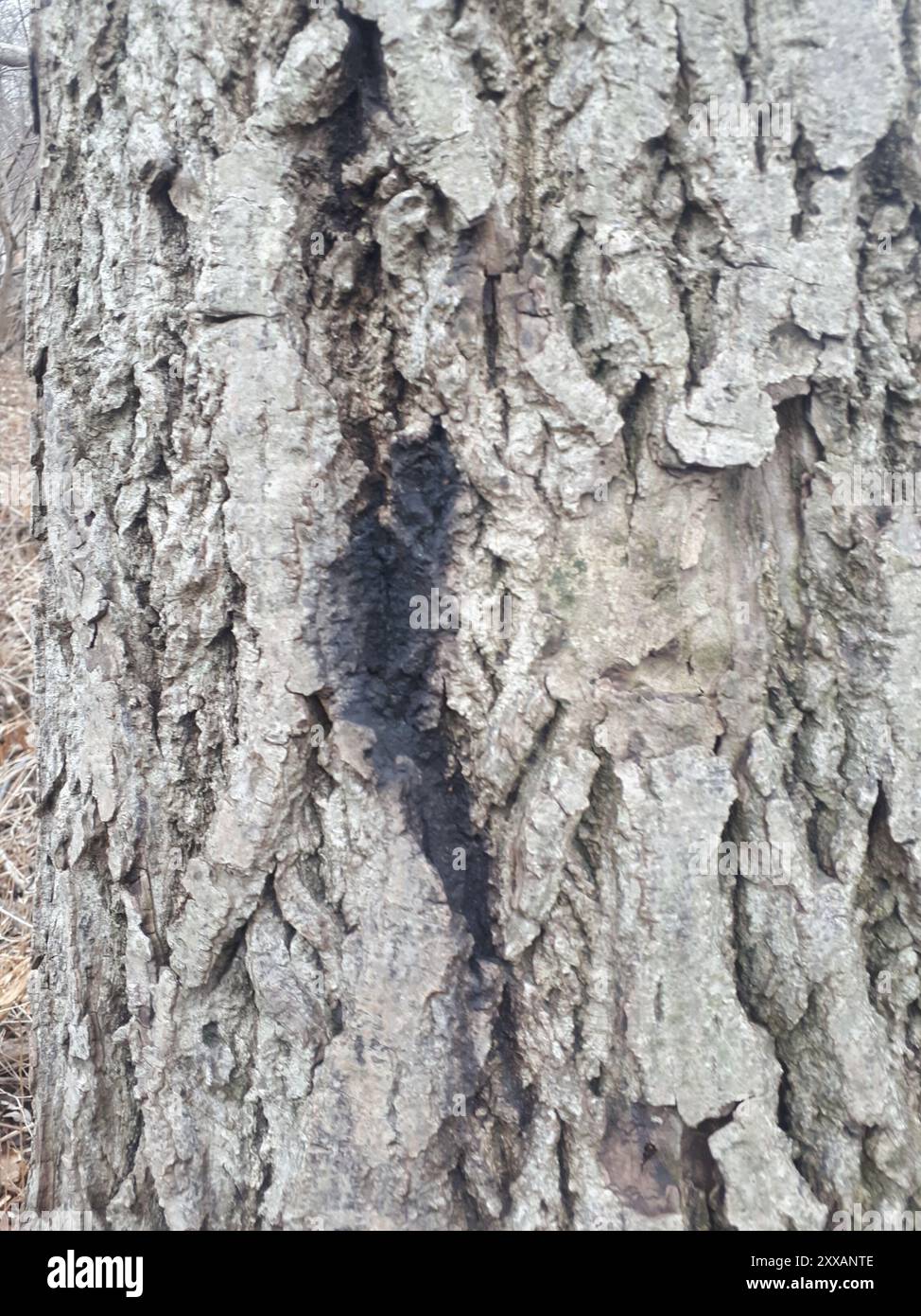 butternut canker (Ophiognomonia clavigignenti-juglandacearum) Fungi ...