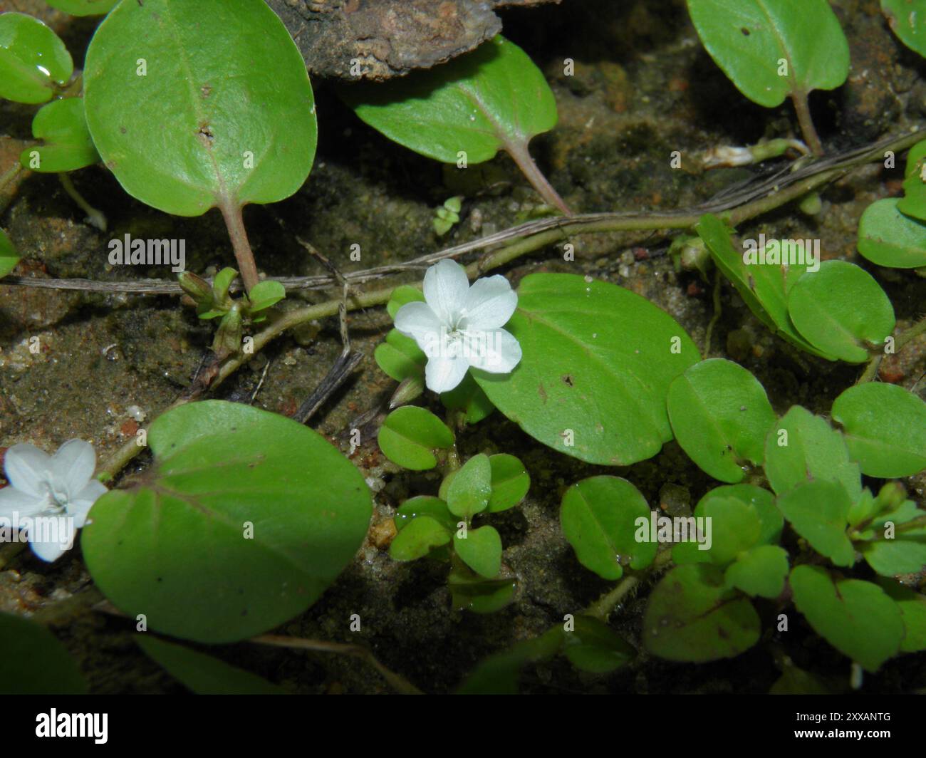 Dwarf Morning Glory (Evolvulus nummularius) Plantae Stock Photo - Alamy