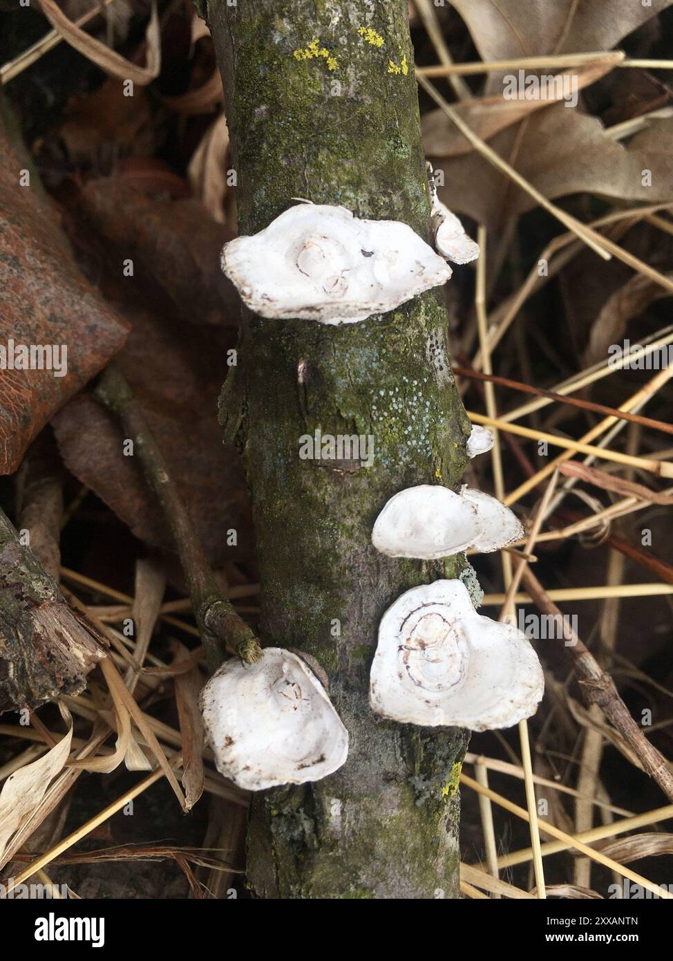 little nest polypore (Trametes conchifer) Fungi Stock Photo - Alamy