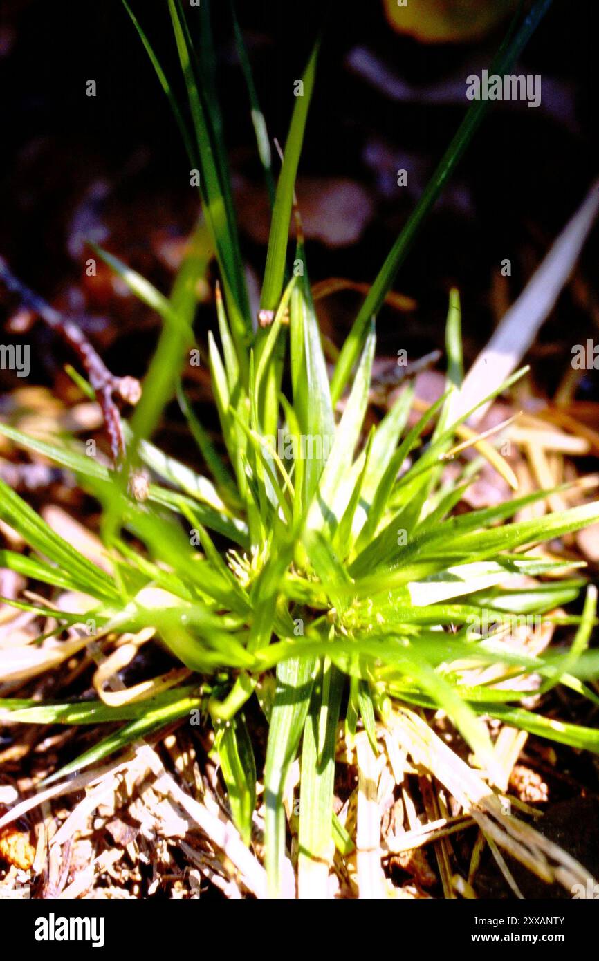 Umbel-like Sedge (Carex tonsa rugosperma) Plantae Stock Photo - Alamy