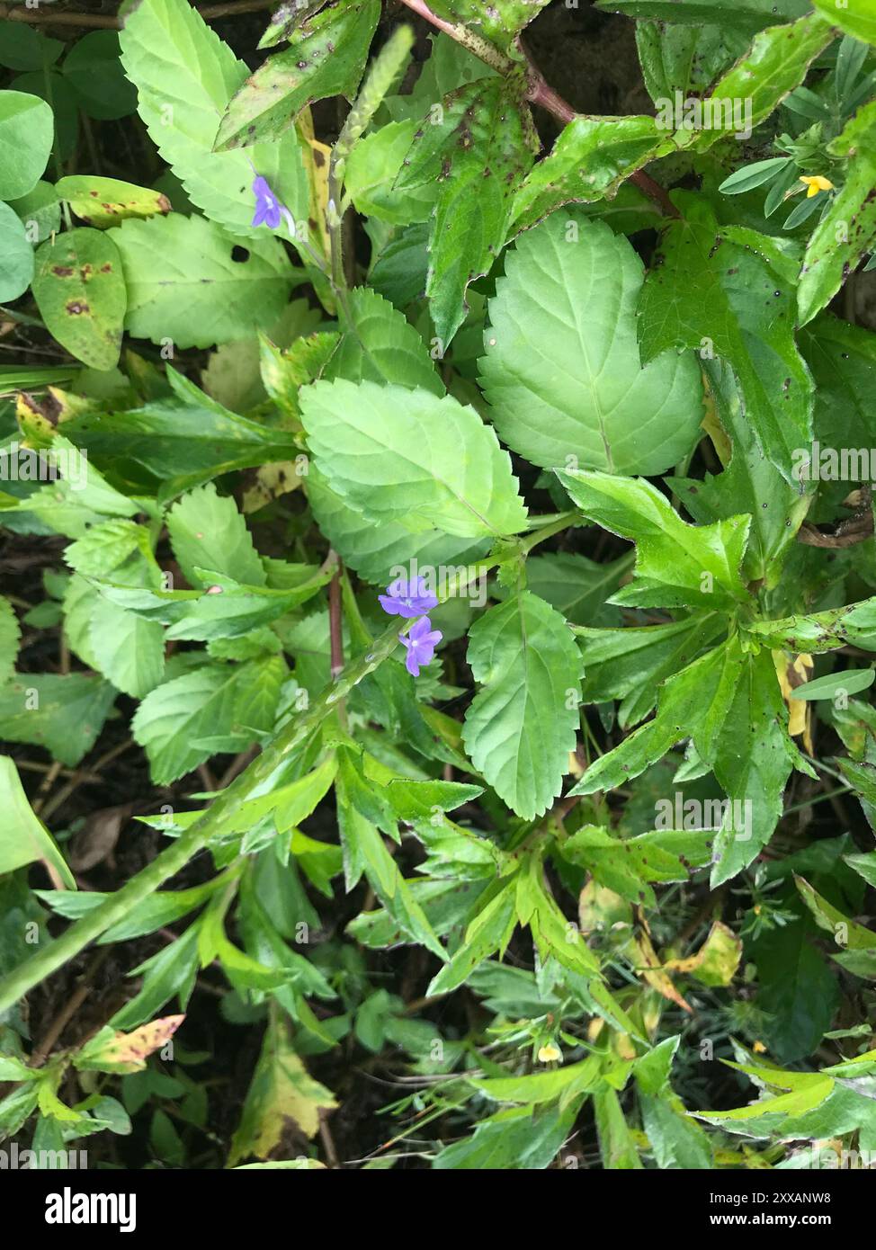 Blue Porterweed (Stachytarpheta jamaicensis) Plantae Stock Photo - Alamy