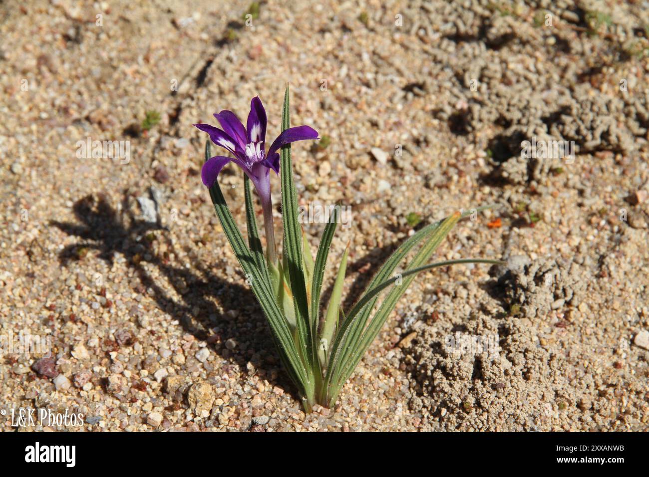 Baboon Root (Babiana) Plantae Stock Photo - Alamy