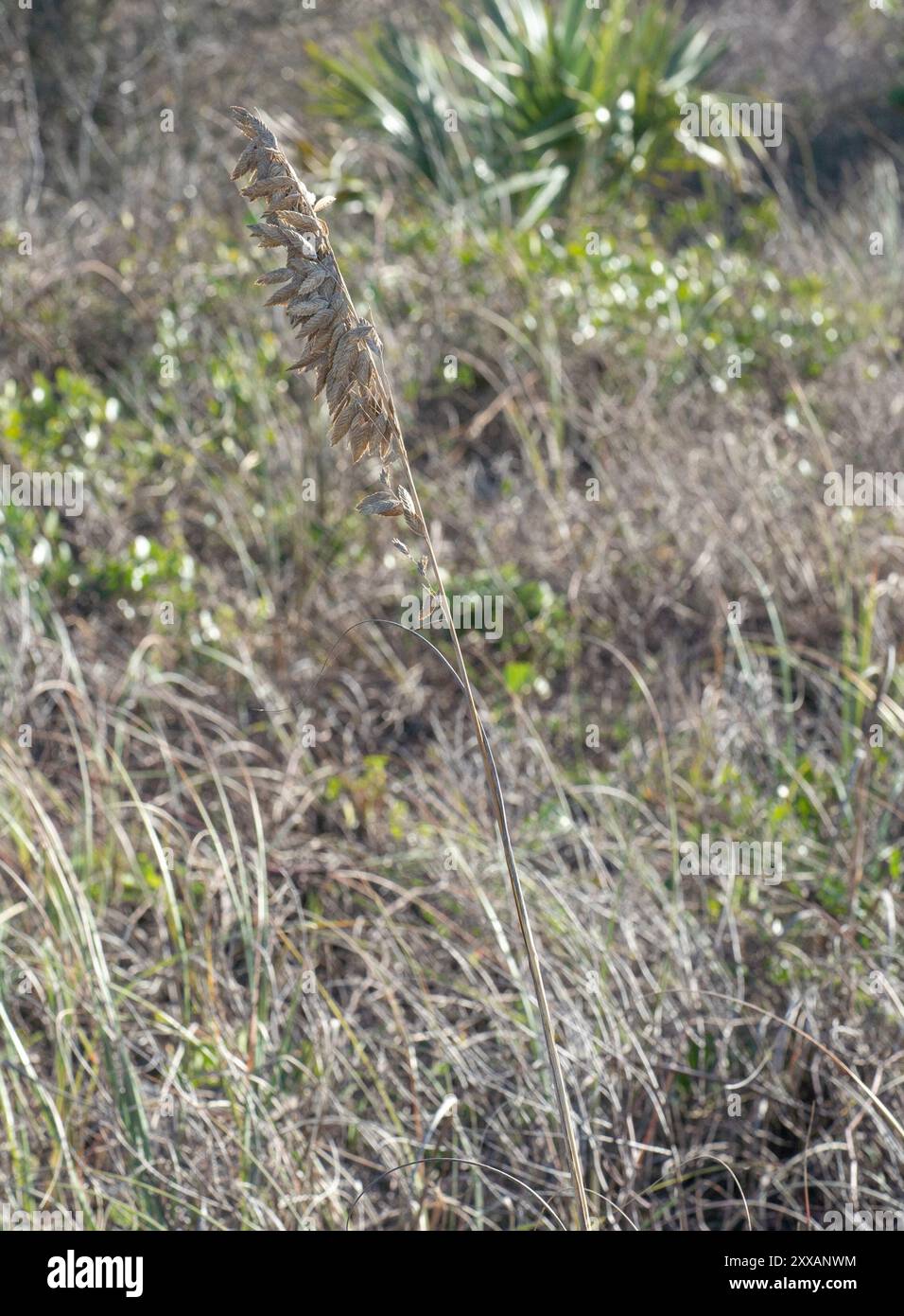sea oats (Uniola paniculata) Plantae Stock Photo - Alamy