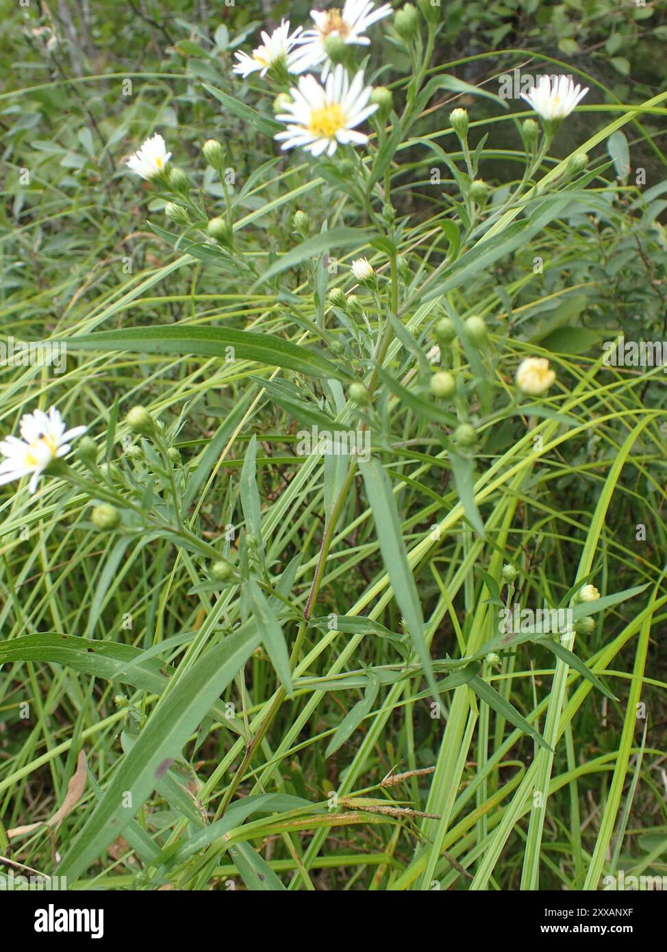 panicled aster (Symphyotrichum lanceolatum) Plantae Stock Photo - Alamy