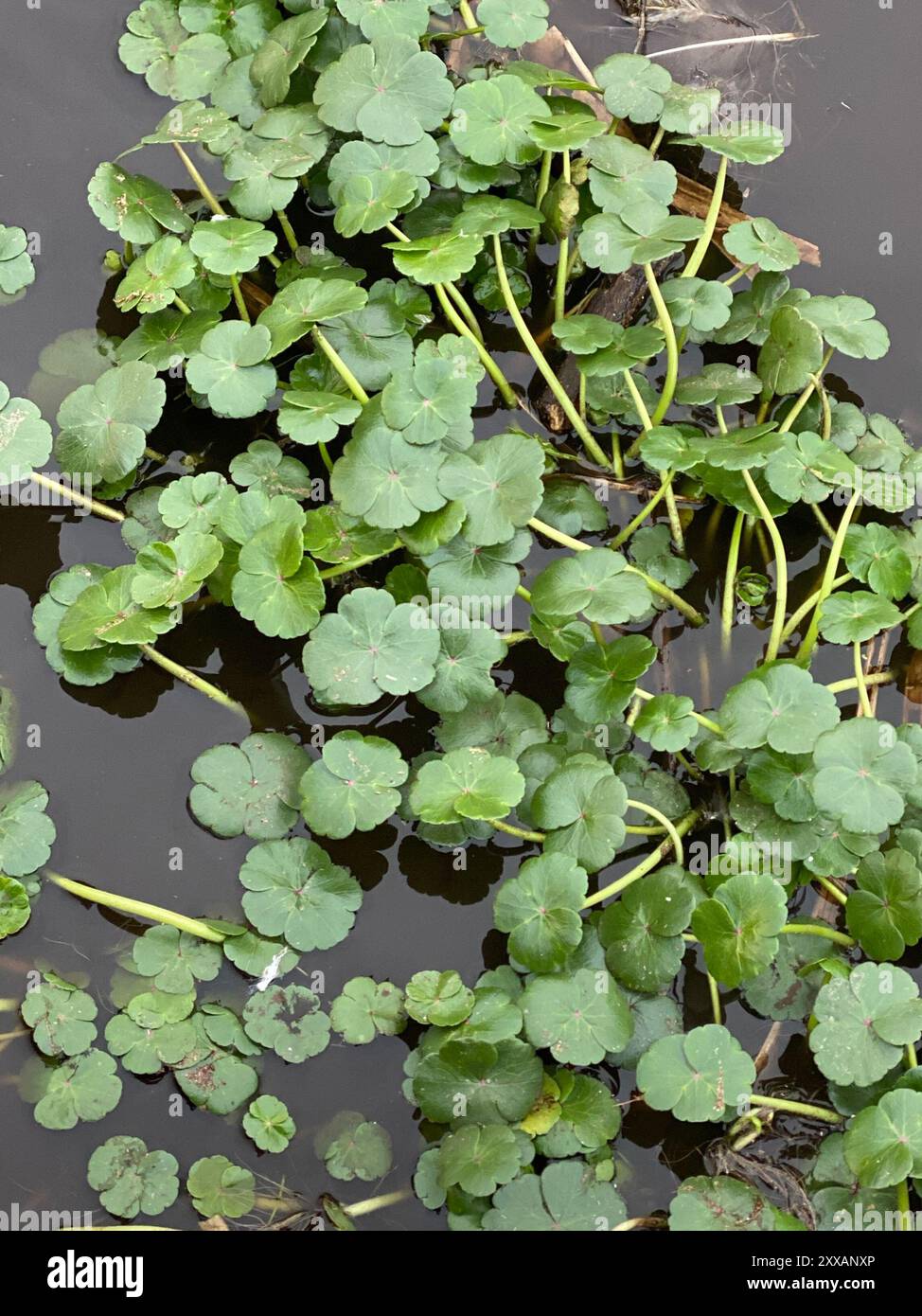 floating marsh pennywort (Hydrocotyle ranunculoides) Plantae Stock ...