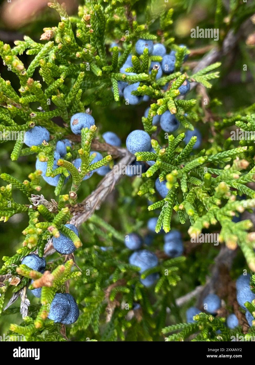 Southern Redcedar (Juniperus virginiana silicicola) Plantae Stock Photo ...