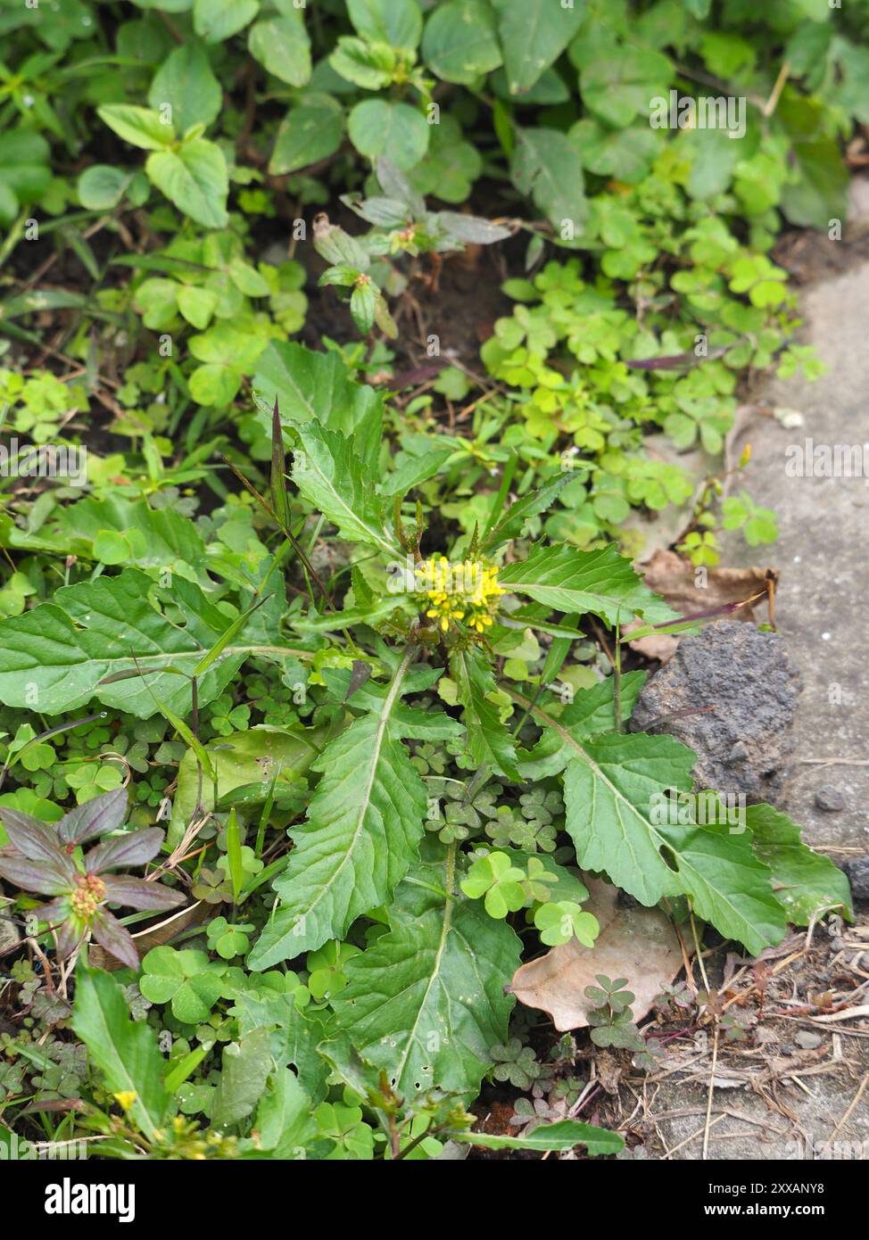 Diverse-leaf Yellowcress (Rorippa indica) Plantae Stock Photo - Alamy
