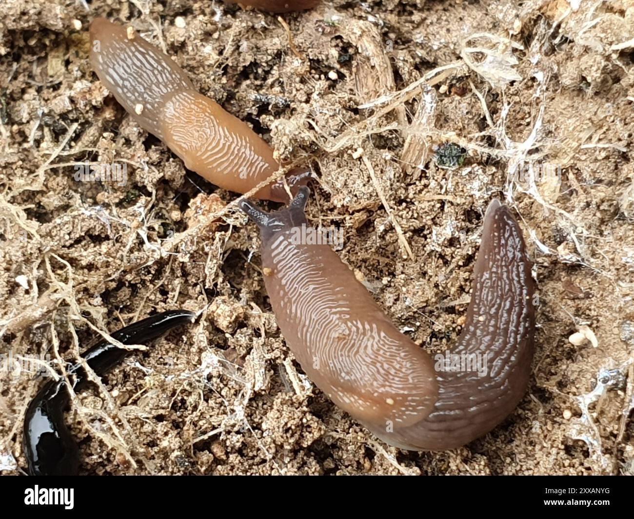 Smooth Land Slugs (Deroceras) Mollusca Stock Photo - Alamy
