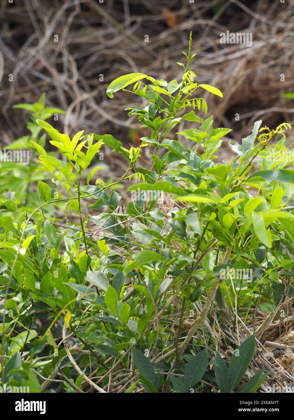 Evergreen Wisteria (Wisteriopsis reticulata) Plantae Stock Photo - Alamy