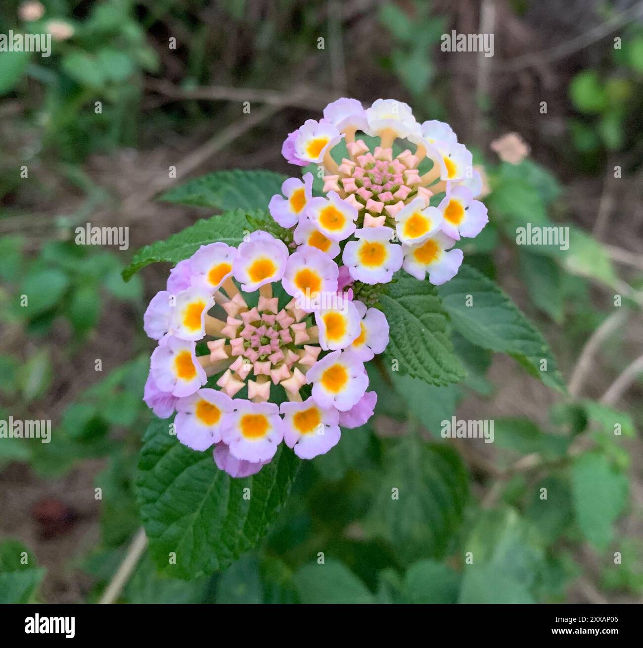 lantanas (Lantana) Plantae Stock Photo - Alamy