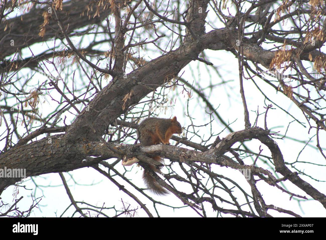 Eastern Fox Squirrel (Sciurus niger) Mammalia Stock Photo - Alamy