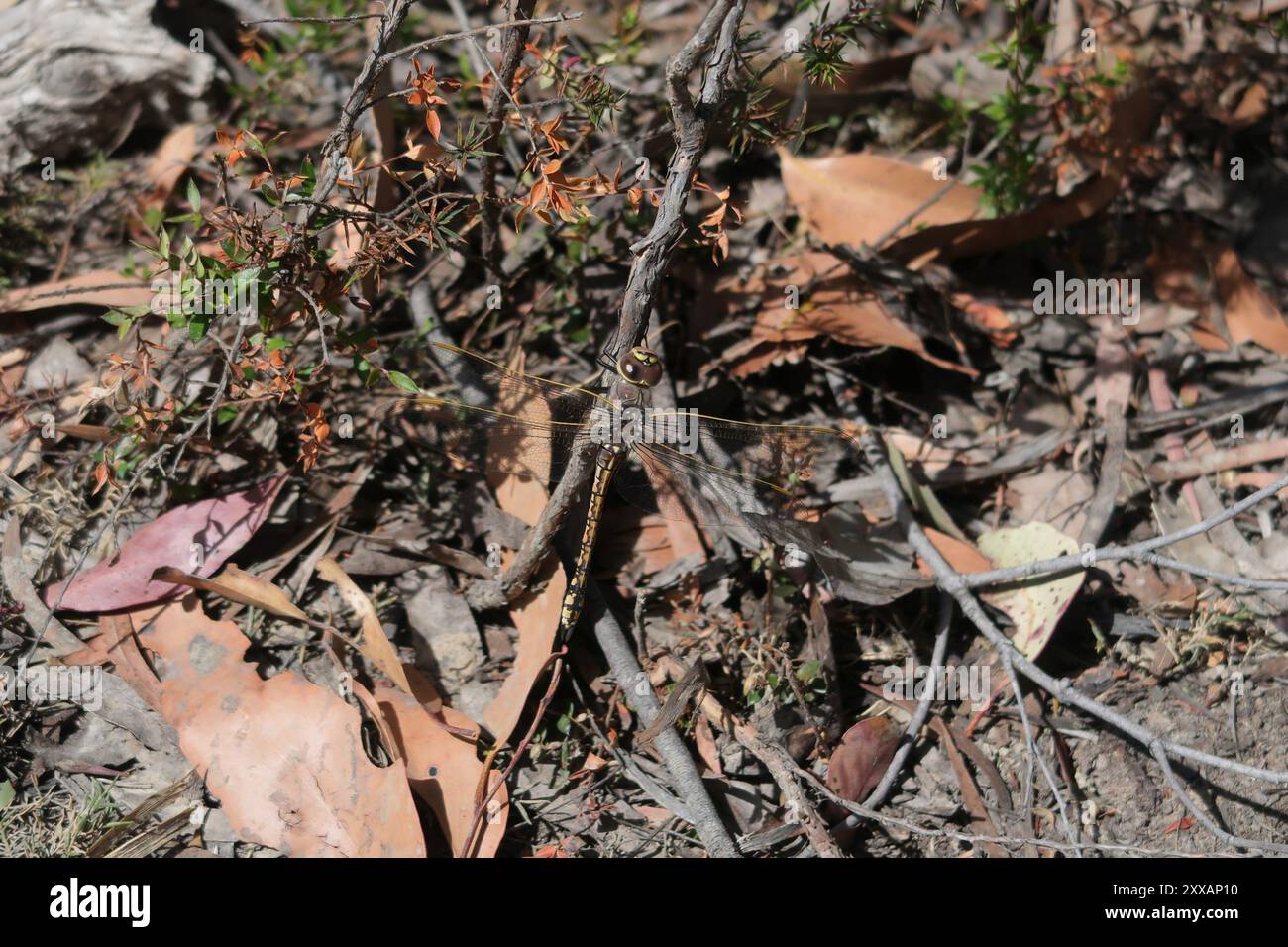 Australian Emperor (Anax papuensis) Insecta Stock Photo - Alamy