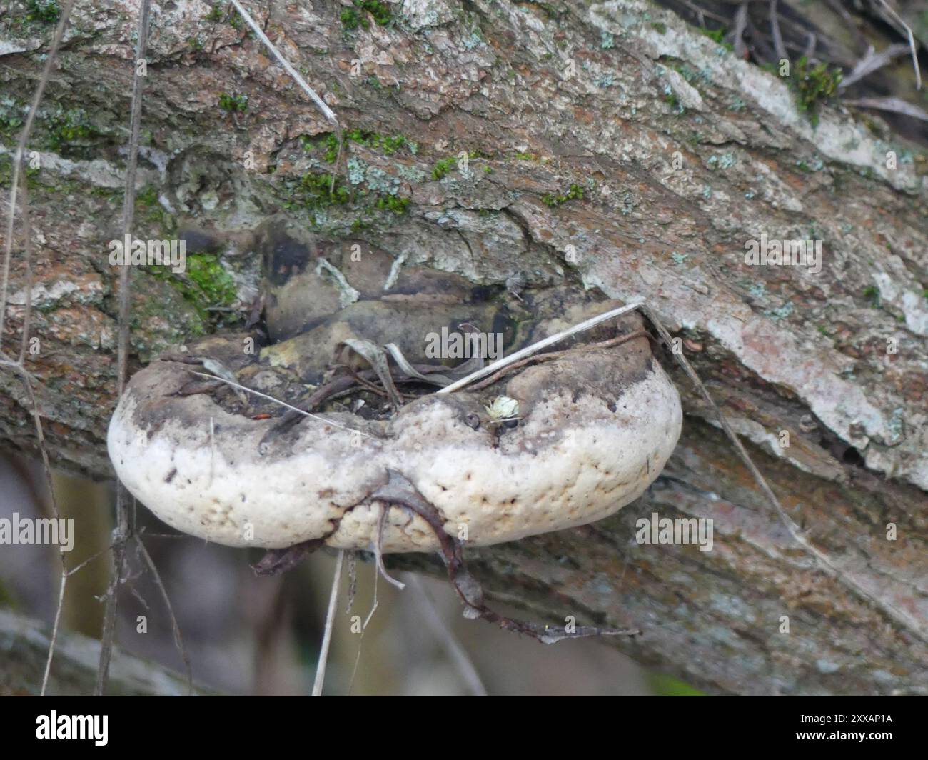 Willow Bracket (Phellinus igniarius) Fungi Stock Photo - Alamy