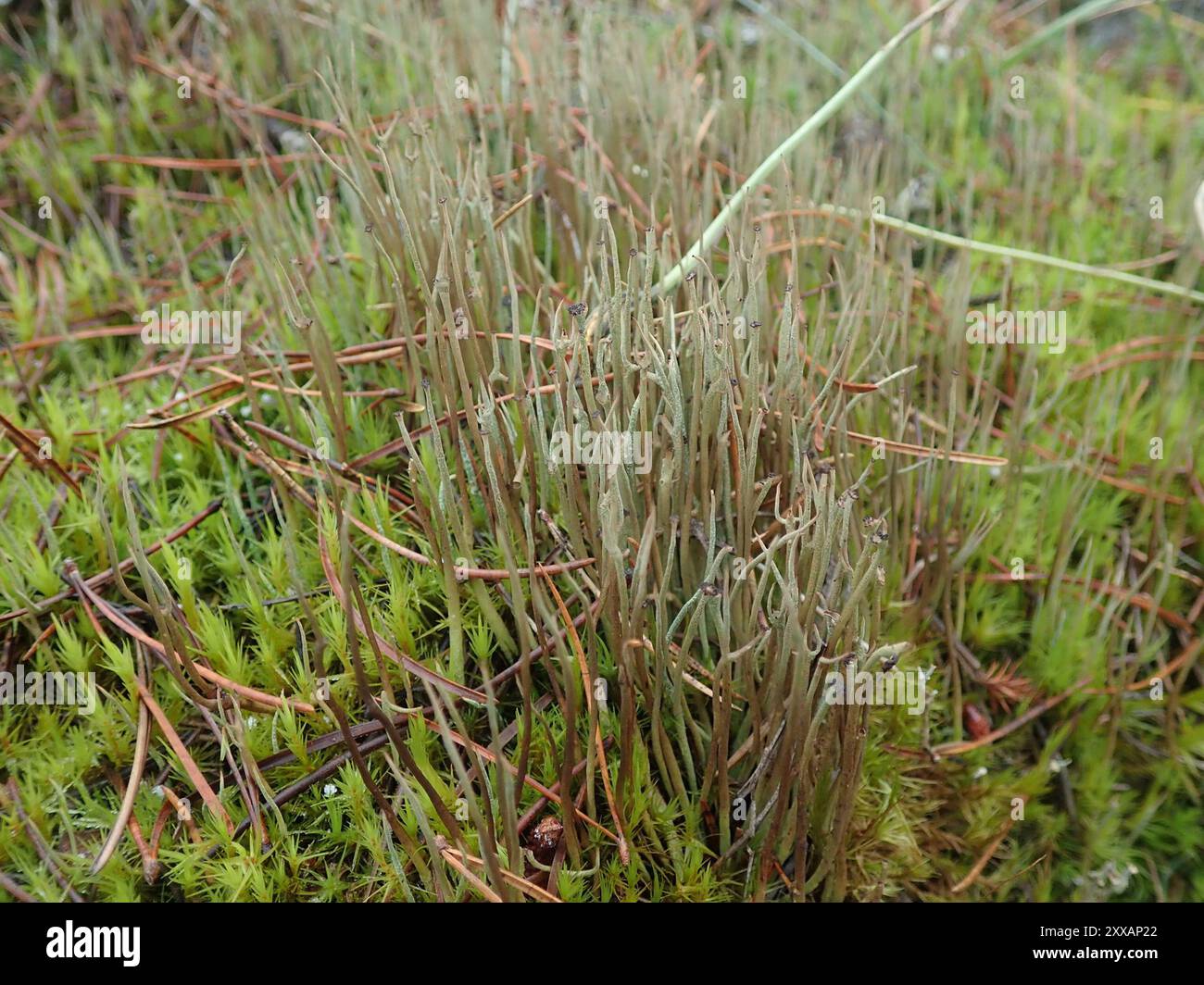 Smooth Horn Lichen (Cladonia gracilis) Fungi Stock Photo - Alamy
