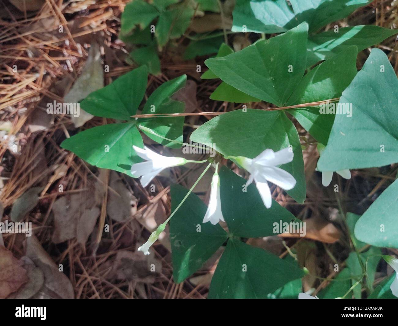 false shamrock (Oxalis triangularis) Plantae Stock Photo - Alamy