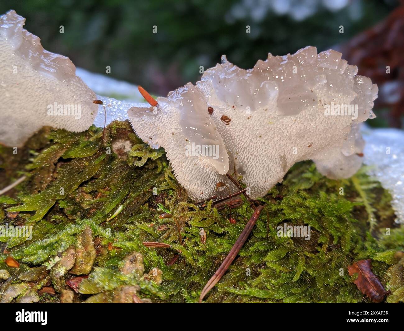 Toothed Jelly Fungus (Pseudohydnum gelatinosum) Fungi Stock Photo - Alamy