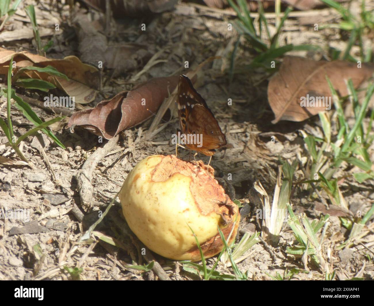 Clothilda hi-res stock photography and images - Alamy