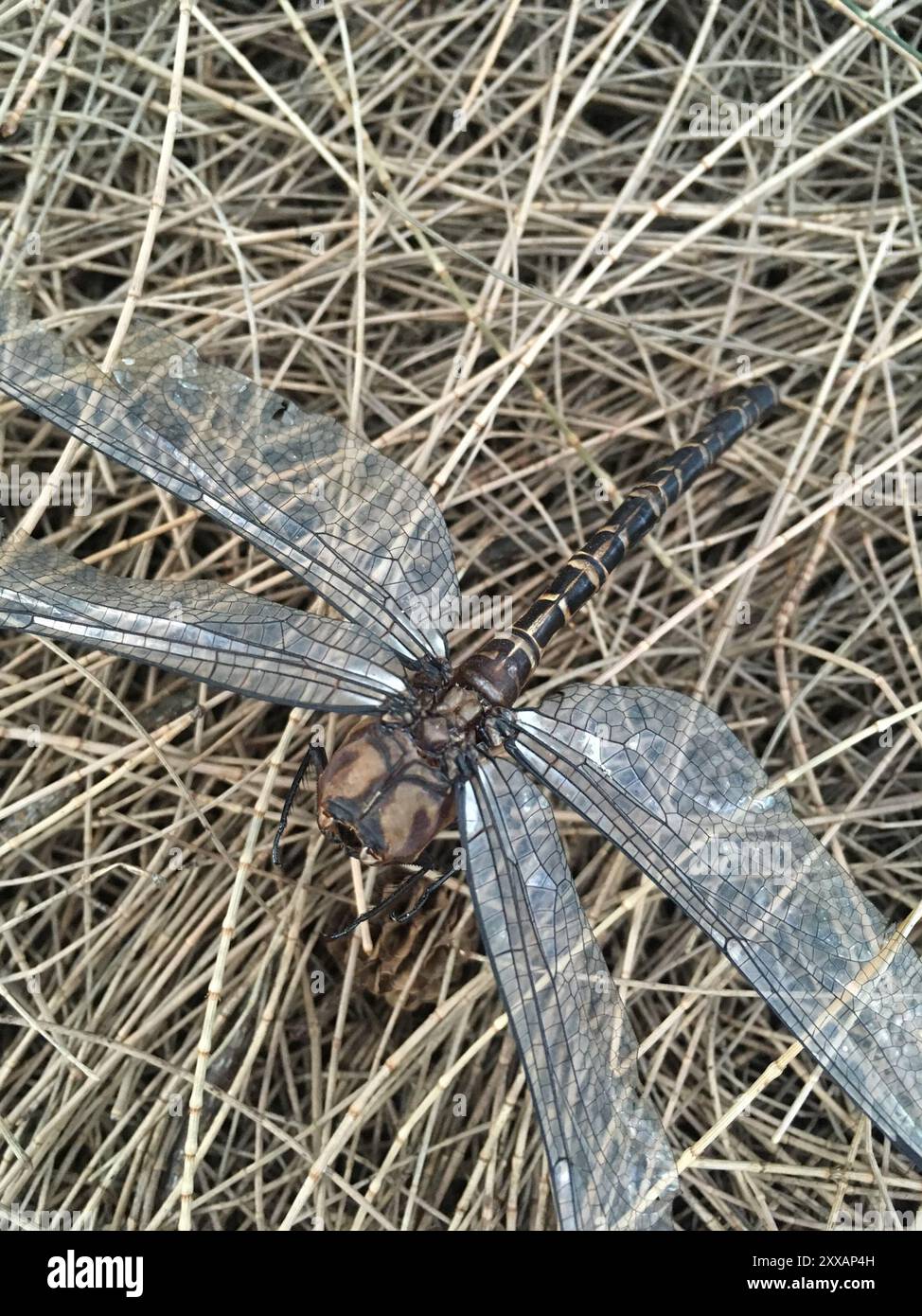 Pilot Darners (Coryphaeschna) Insecta Stock Photo - Alamy