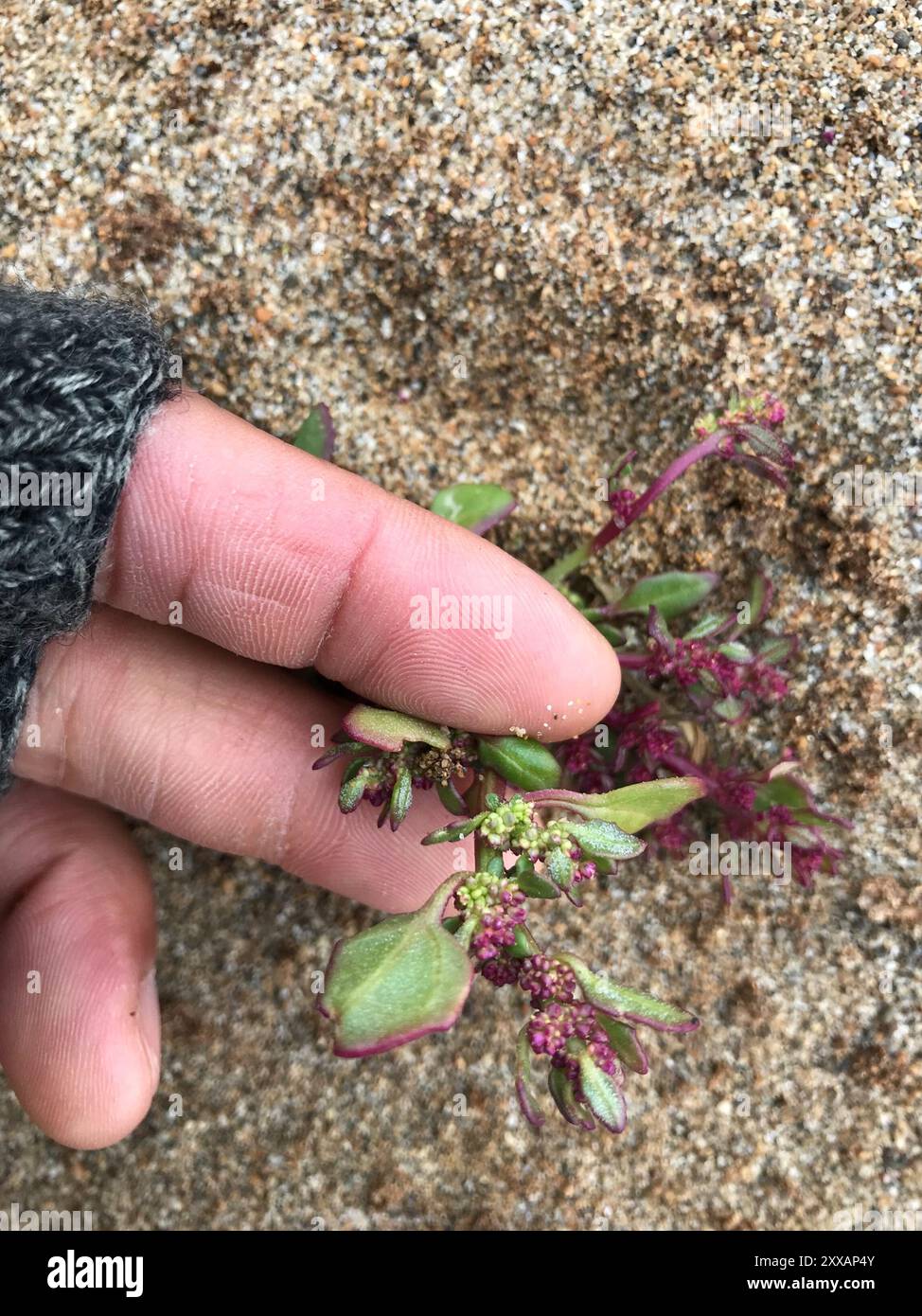 Large-seed Goosefoot (Chenopodium macrospermum) Plantae Stock Photo - Alamy