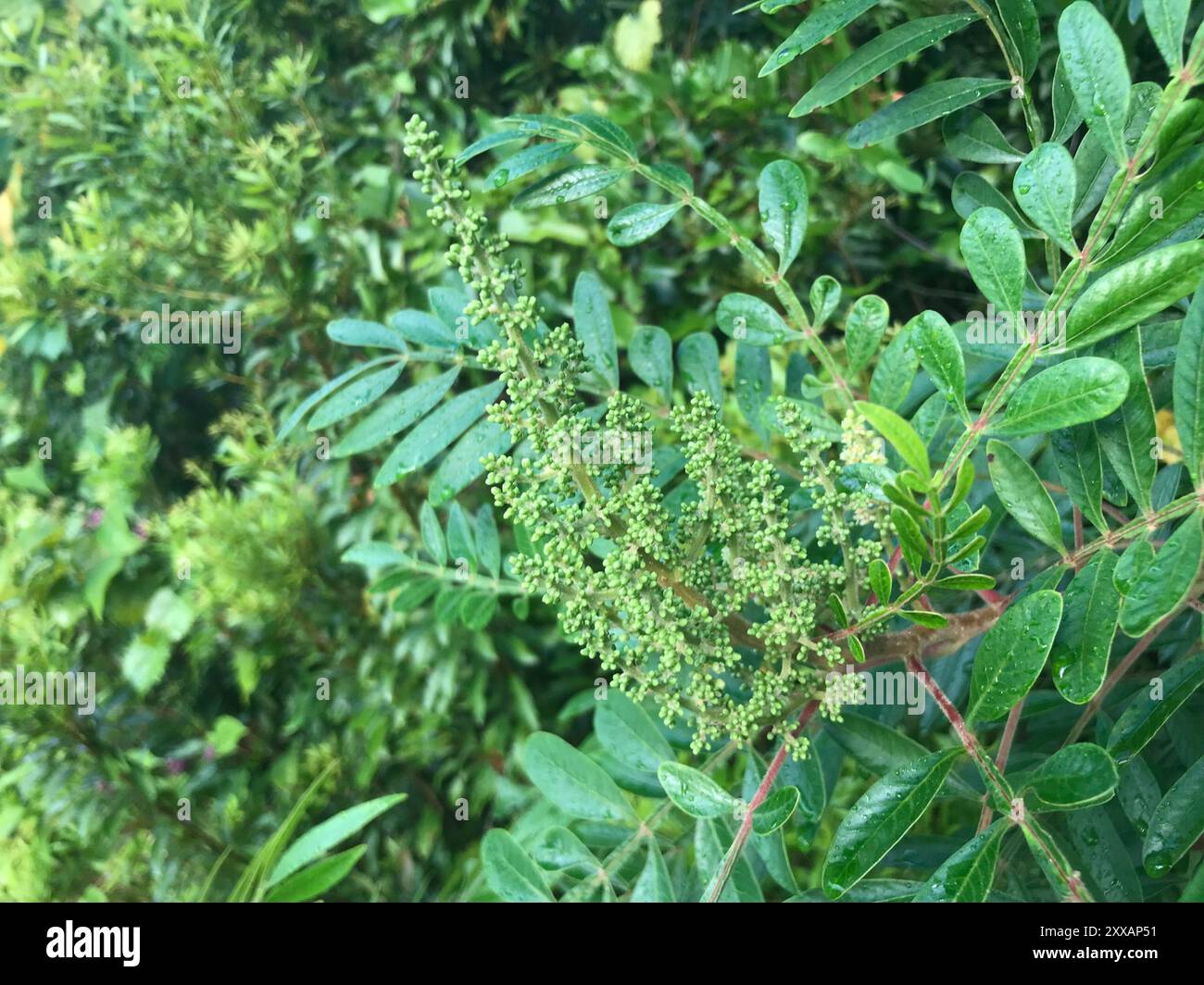 shining sumac (Rhus copallinum) Plantae Stock Photo - Alamy
