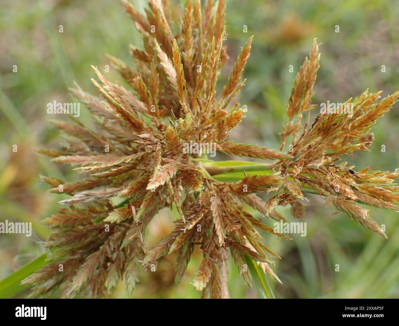 Bunchy flat-sedge (Cyperus polystachyos) Plantae Stock Photo - Alamy