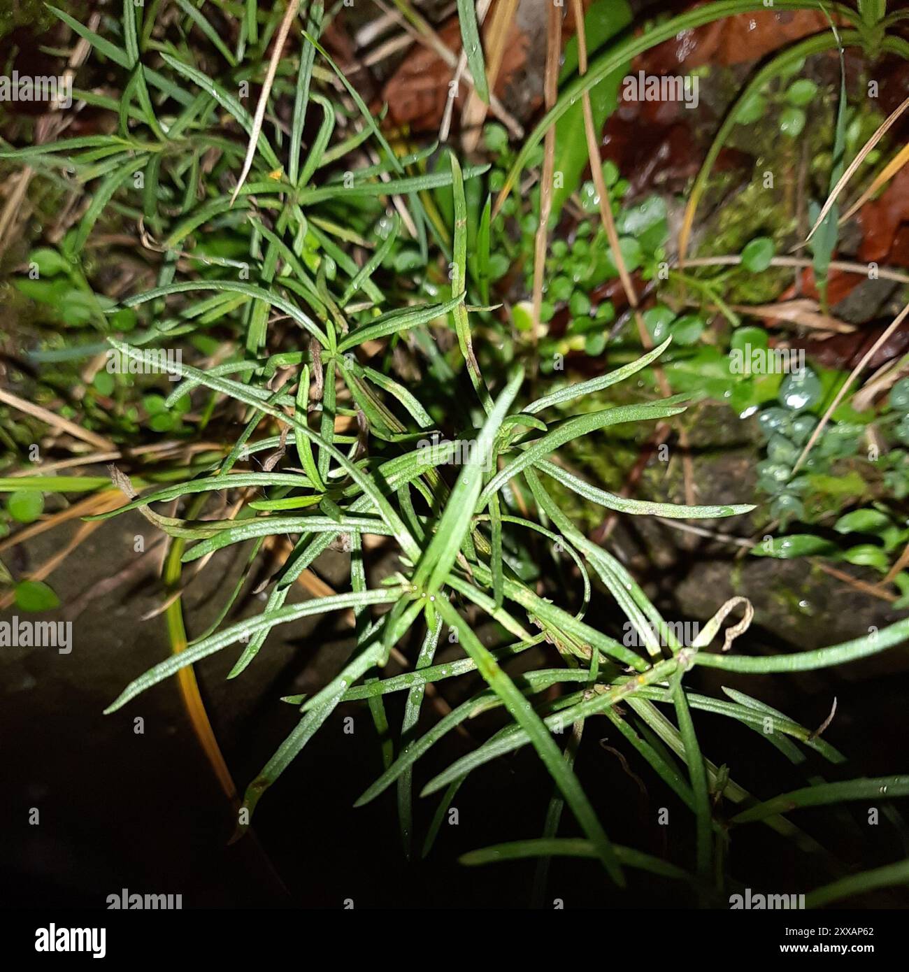 Narrow-leaved Ragwort (Senecio inaequidens) Plantae Stock Photo - Alamy