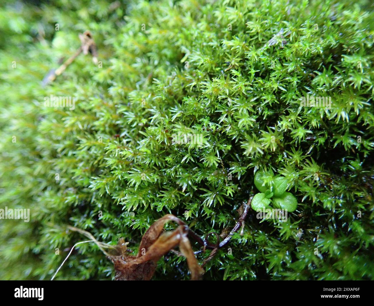 transparent fork-moss (Dichodontium pellucidum) Plantae Stock Photo - Alamy
