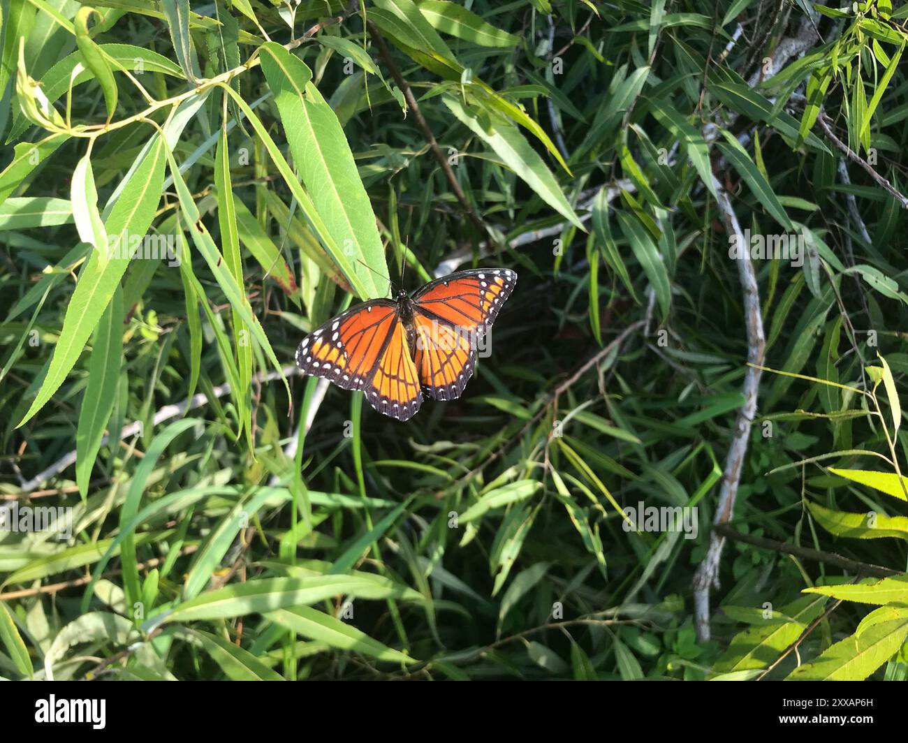Viceroy (Limenitis archippus) Insecta Stock Photo - Alamy