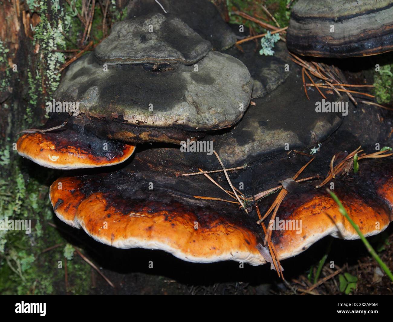 Red-banded Polypore (Fomitopsis pinicola) Fungi Stock Photo - Alamy