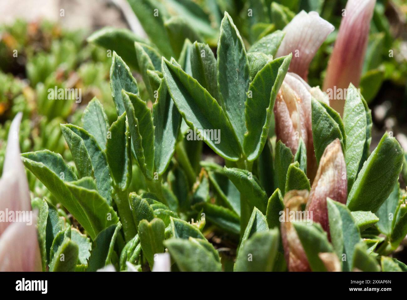 Dwarf Clover (Trifolium nanum) Plantae Stock Photo - Alamy