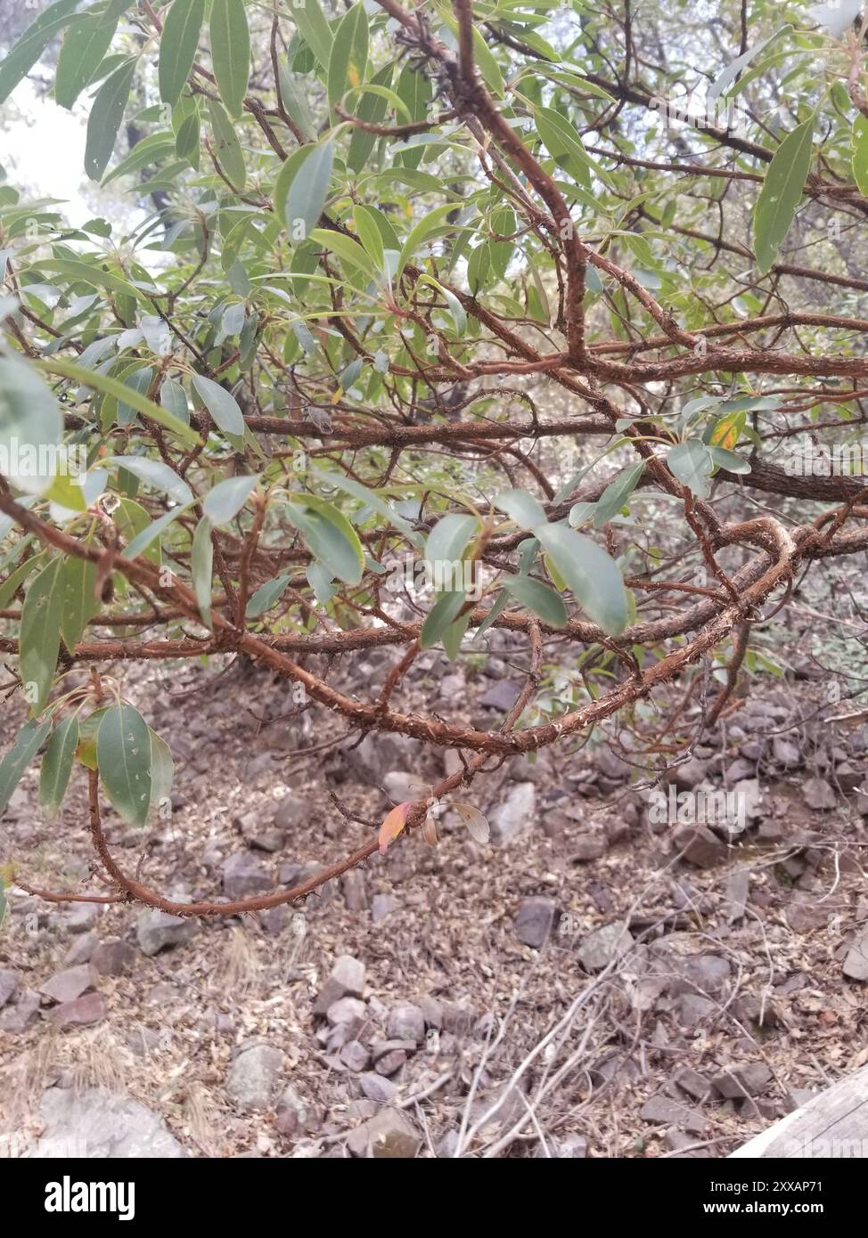 Arizona madrone (Arbutus arizonica) Plantae Stock Photo - Alamy