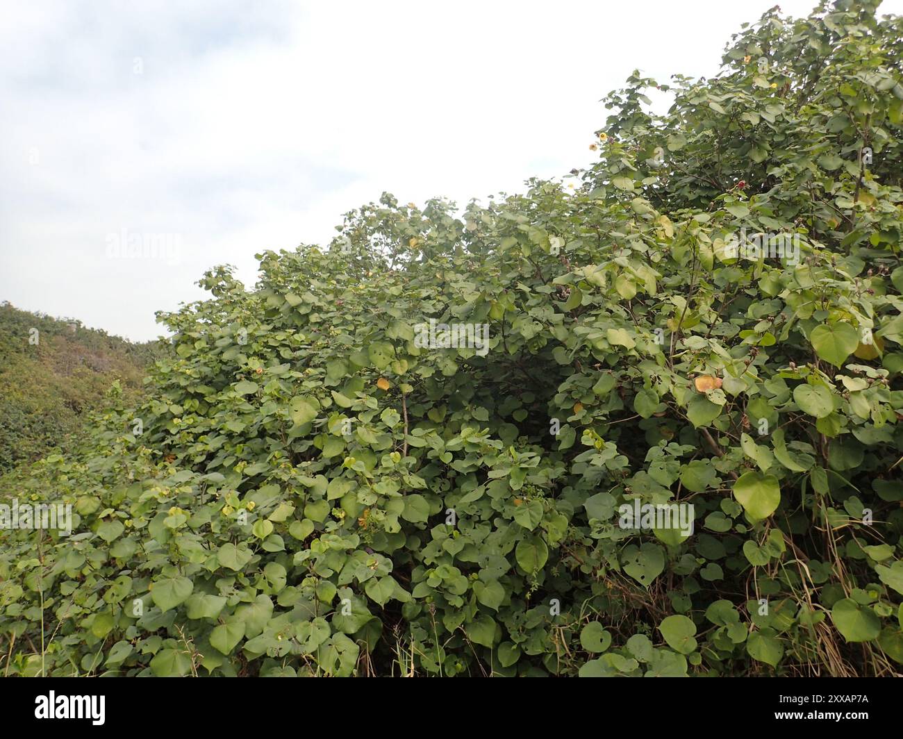 sea hibiscus (Hibiscus tiliaceus) Plantae Stock Photo - Alamy