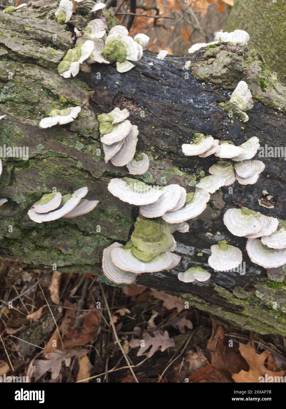 bracket fungi (Polyporaceae) Fungi Stock Photo - Alamy