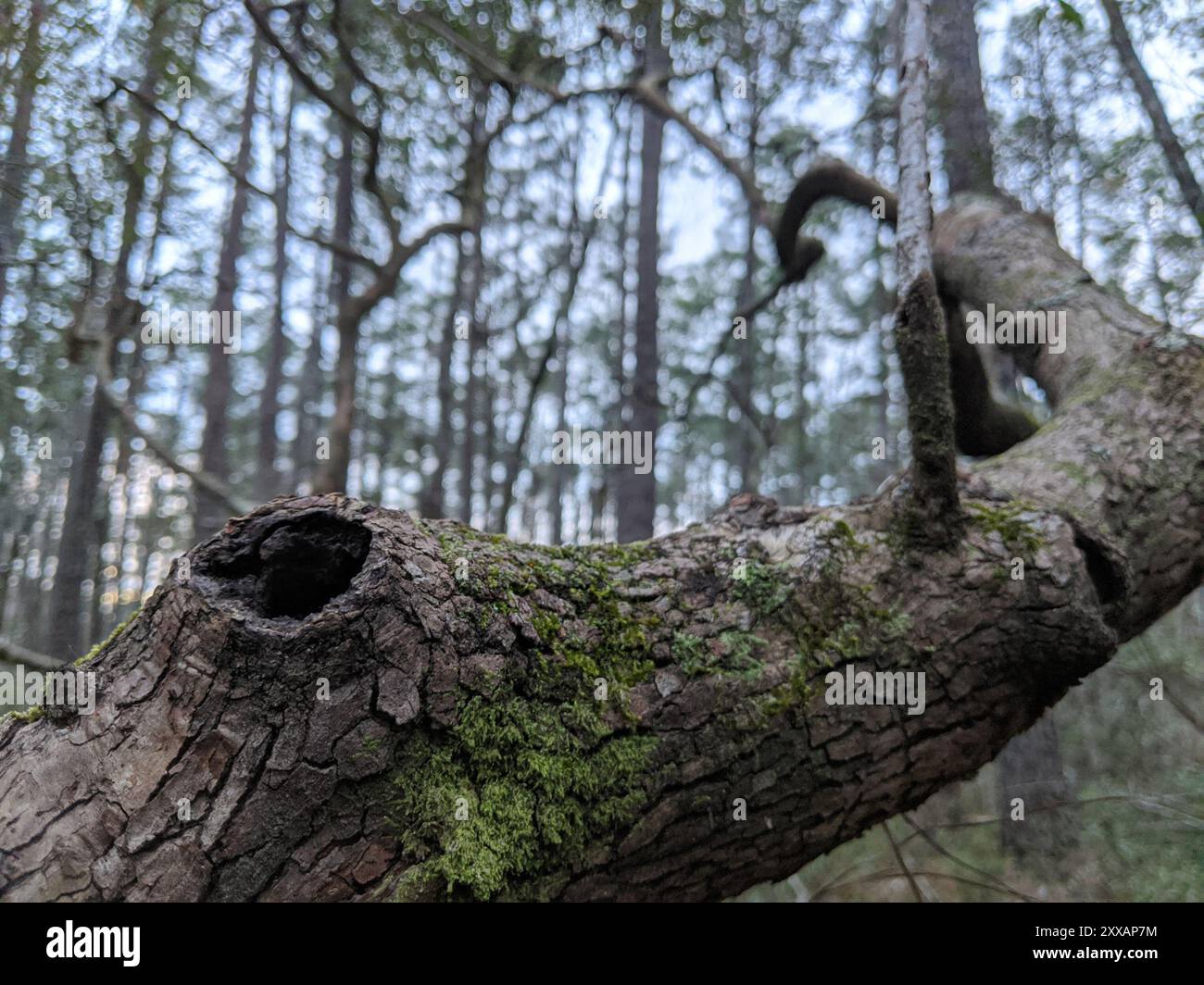 Swamp titi (Cyrilla racemiflora) Plantae Stock Photo - Alamy