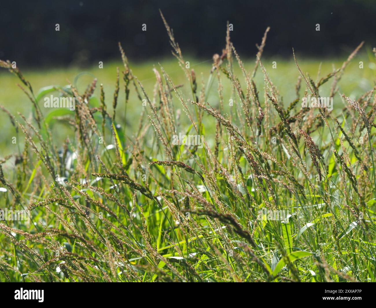Jungle Rice (Echinochloa colonum) Plantae Stock Photo - Alamy
