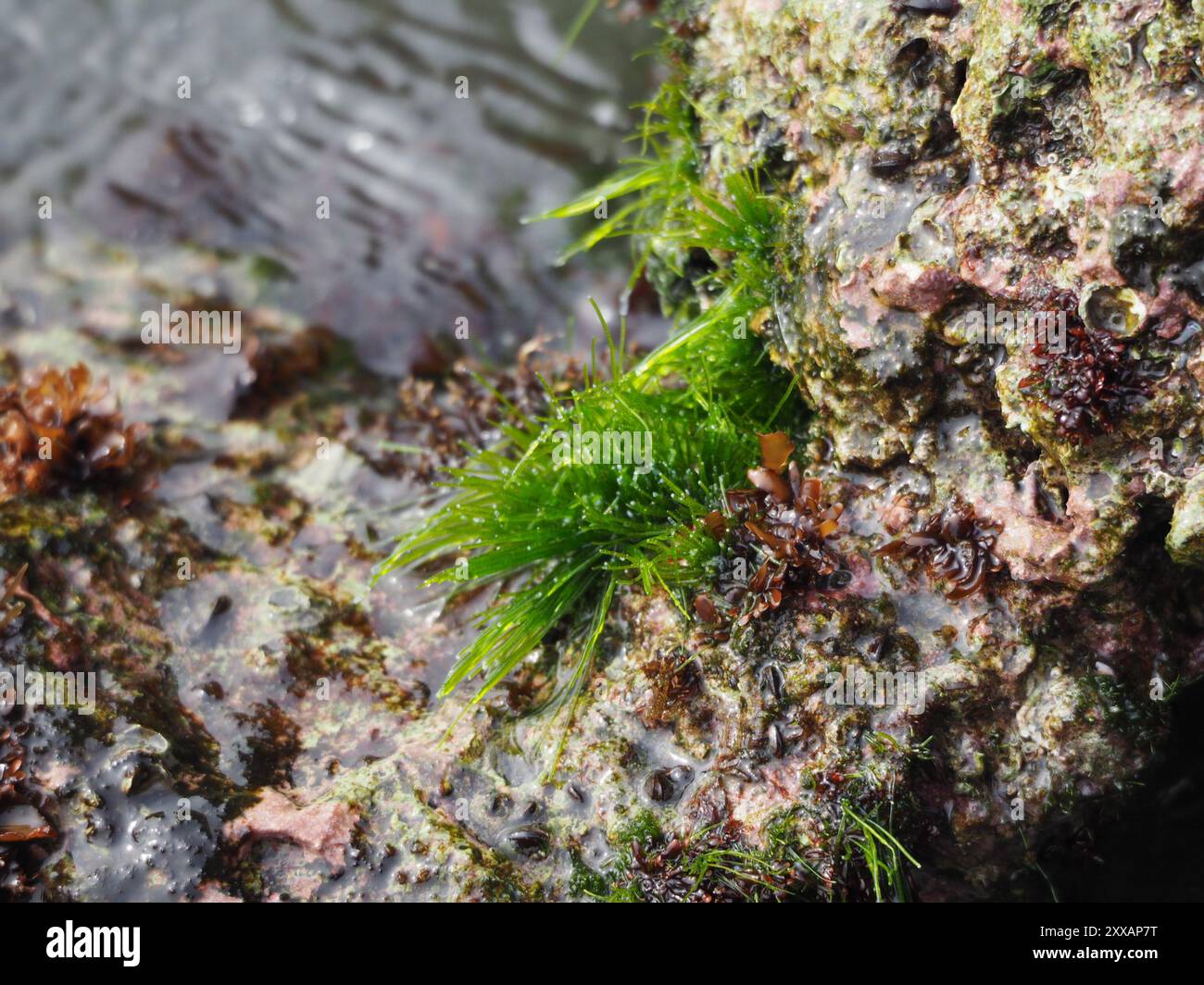 green algae (Chlorophyta) Plantae Stock Photo - Alamy
