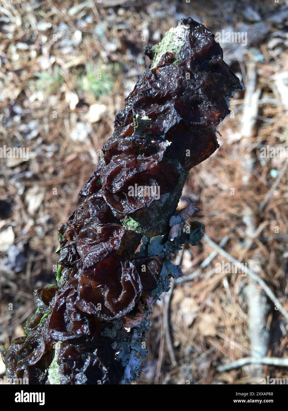 Exidia crenata hi-res stock photography and images - Alamy