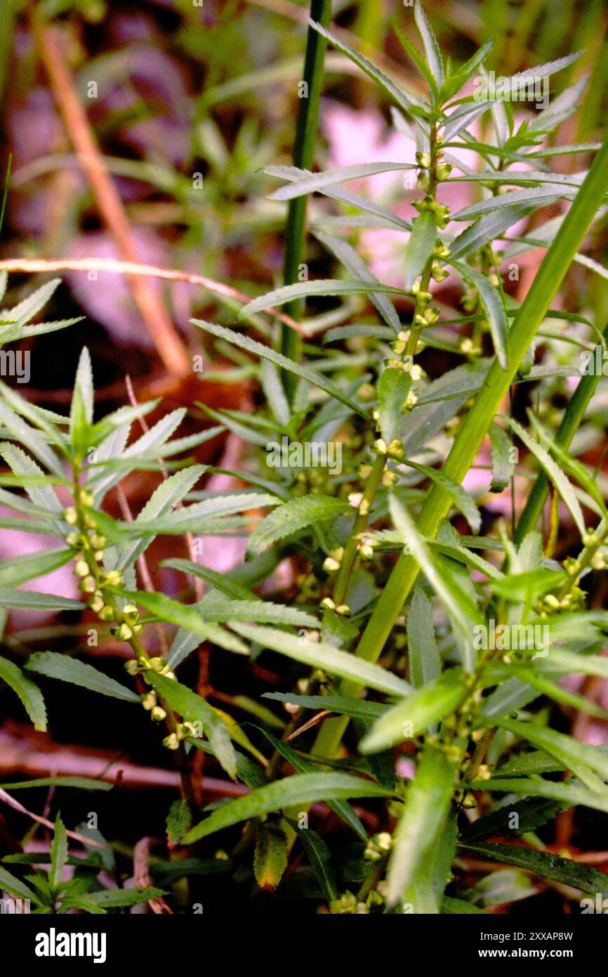marsh mermaidweed (Proserpinaca palustris) Plantae Stock Photo - Alamy