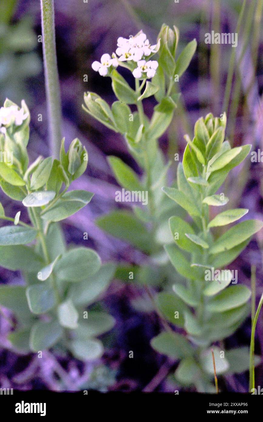 bastard toadflax (Comandra umbellata) Plantae Stock Photo - Alamy