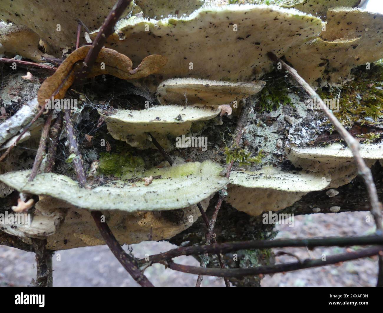 shelf fungi (Polyporales) Fungi Stock Photo - Alamy