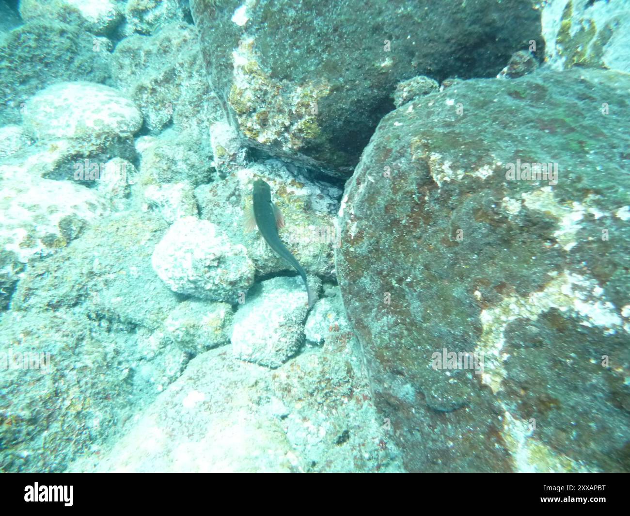 East Atlantic Redlip Blenny (Ophioblennius atlanticus) Actinopterygii ...
