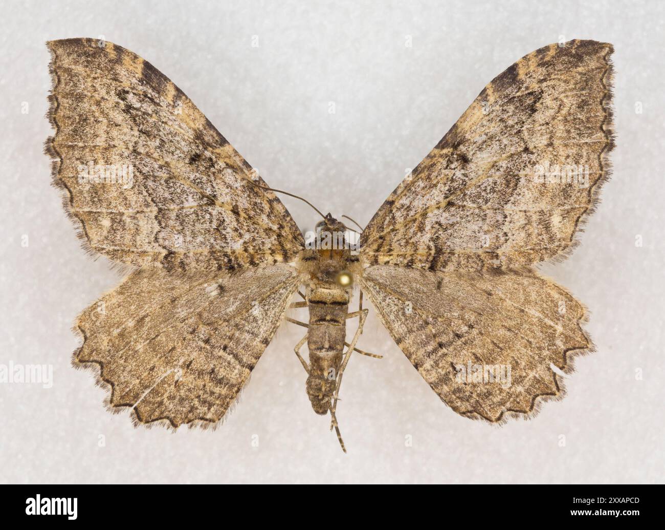 Barberry Geometer Moth (Rheumaptera meadii) Insecta Stock Photo - Alamy