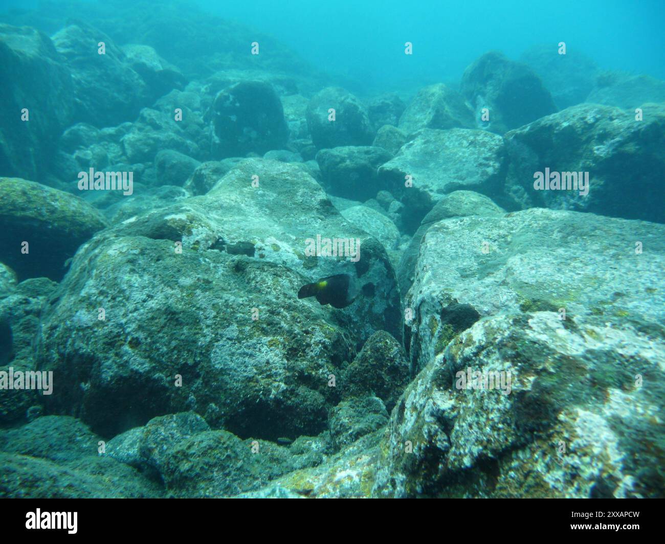 European Parrotfish (Sparisoma cretense) Actinopterygii Stock Photo - Alamy