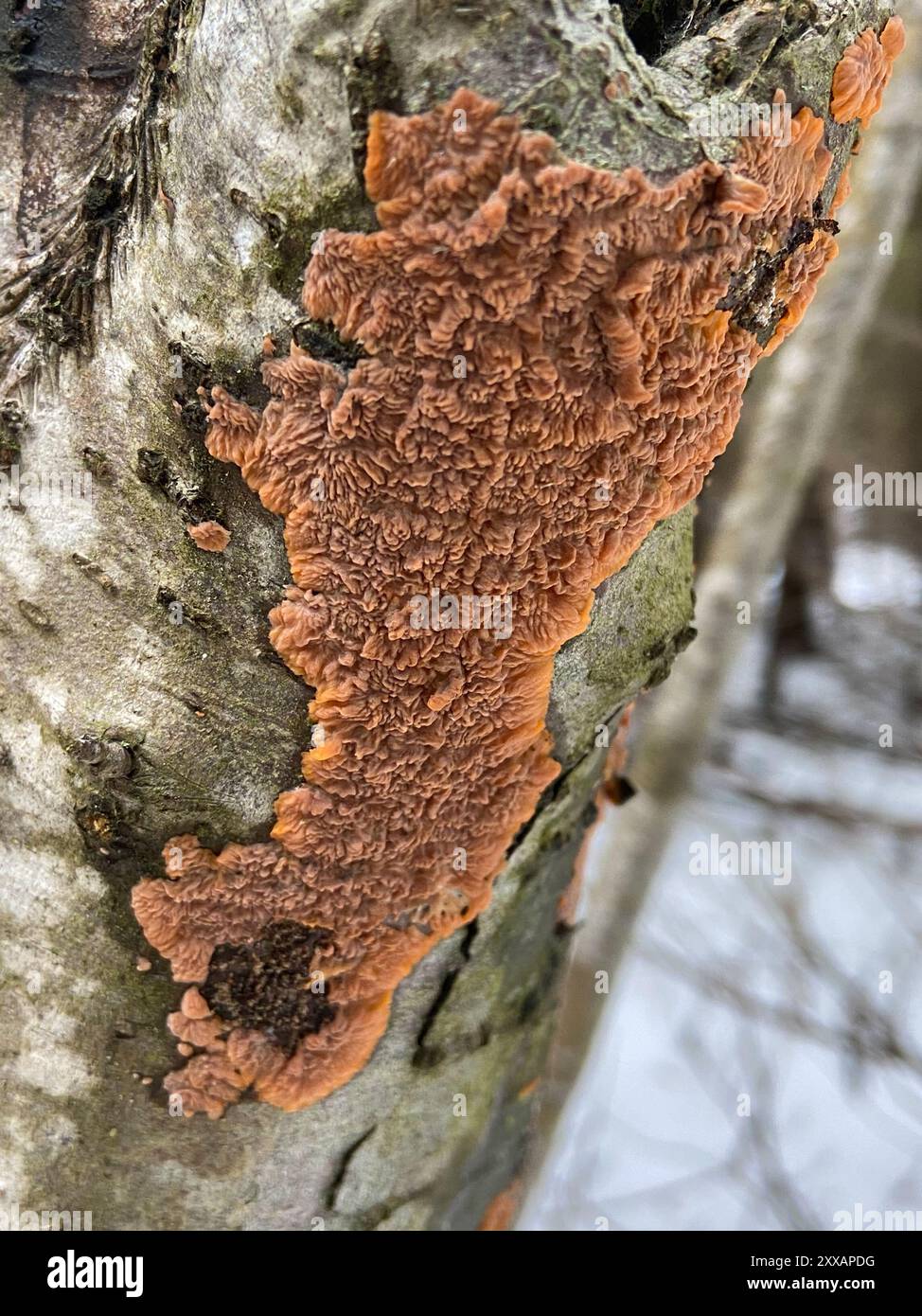 Wrinkled Crust (Phlebia radiata) Fungi Stock Photo - Alamy