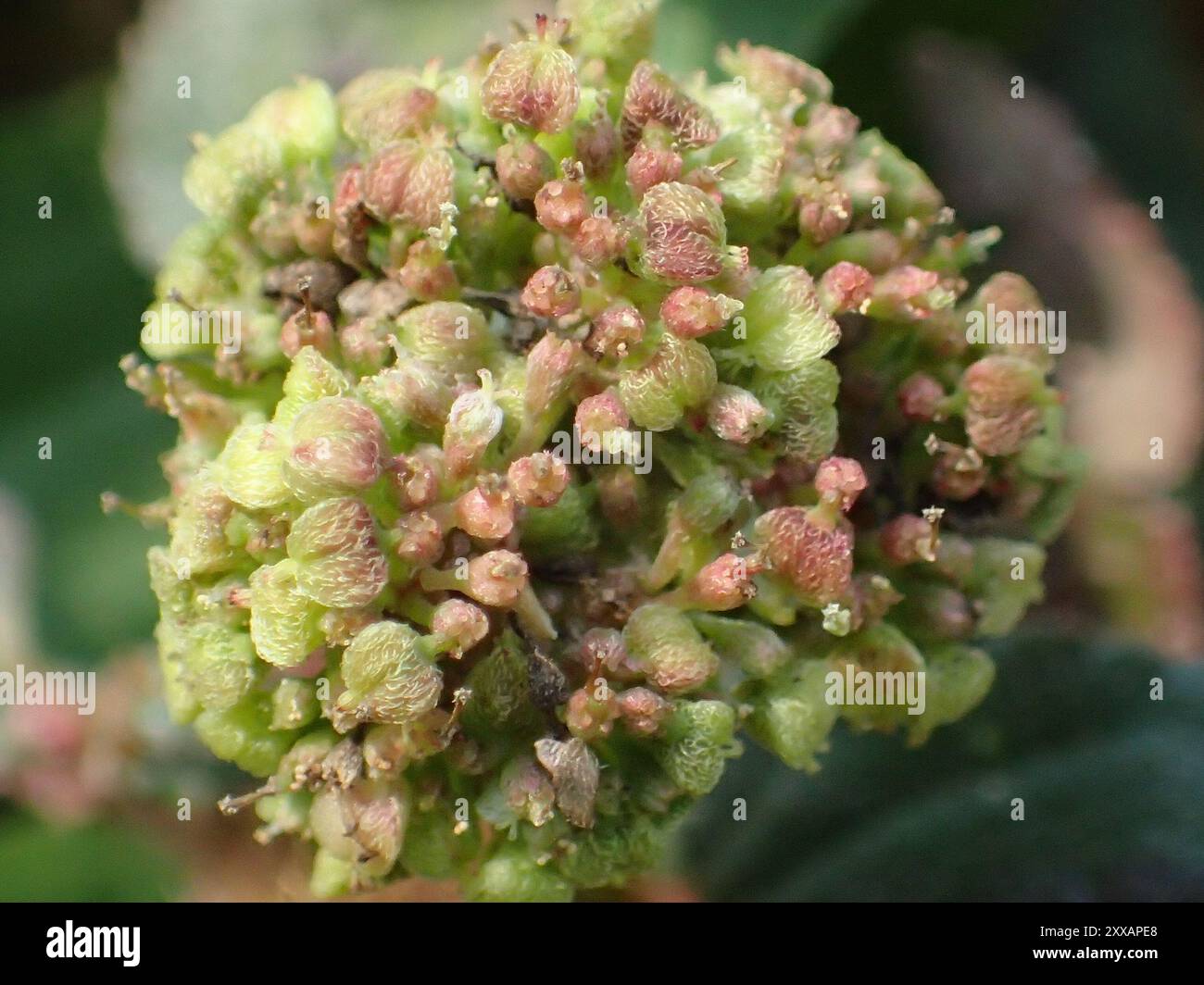 Asthma plant (Euphorbia hirta) Plantae Stock Photo - Alamy