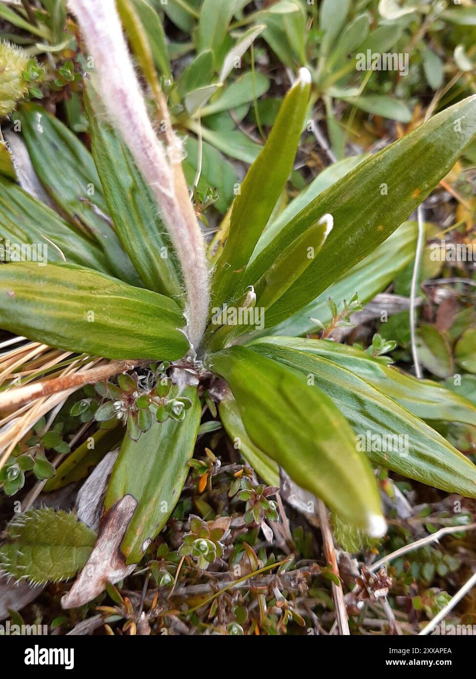 Cotton daisy (Celmisia spectabilis) Plantae Stock Photo - Alamy