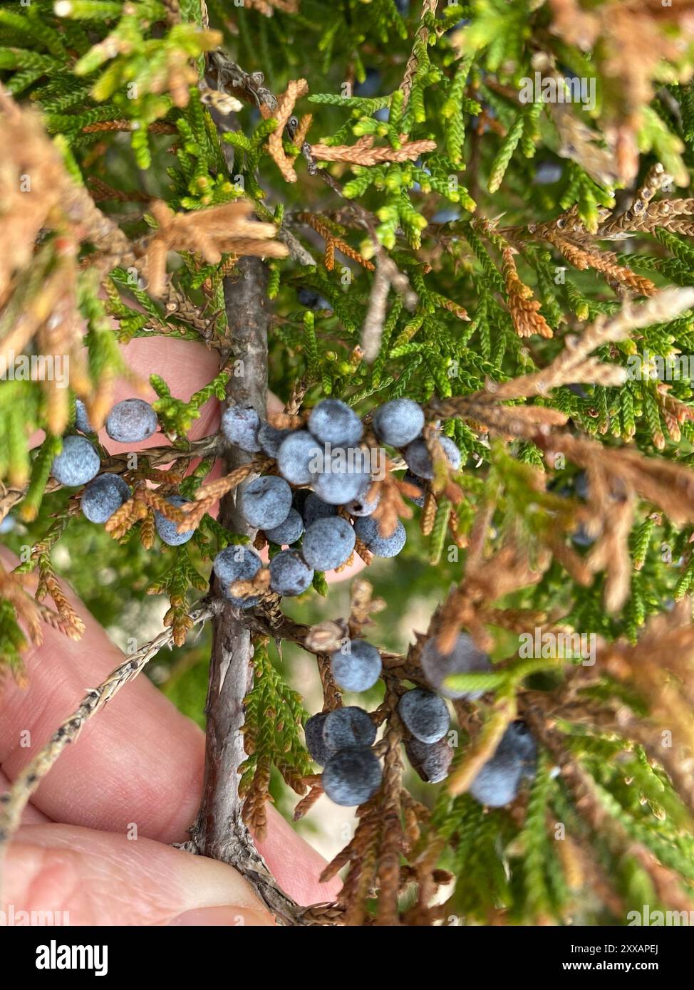 Southern Redcedar (Juniperus virginiana silicicola) Plantae Stock Photo ...