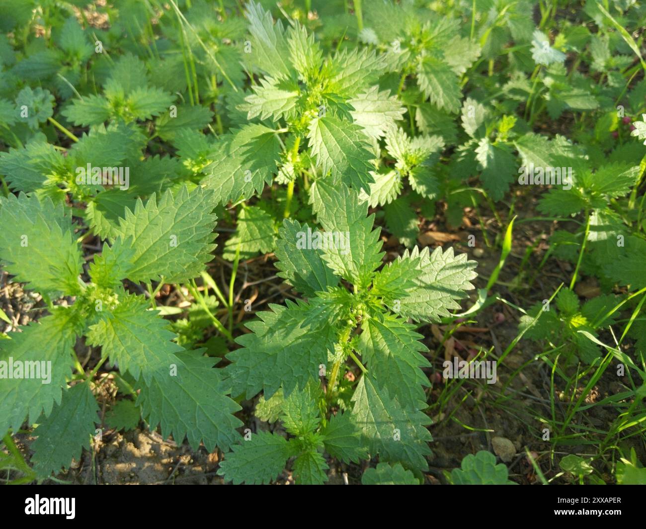 Dwarf Nettle (Urtica urens) Plantae Stock Photo - Alamy