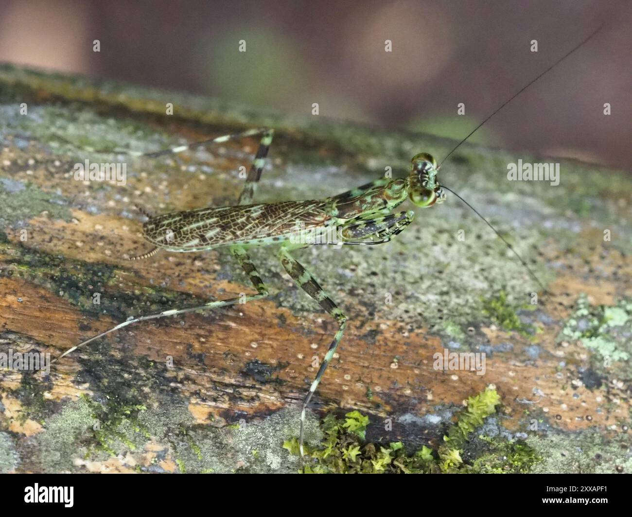 Lichen Mantises (Liturgusa) Insecta Stock Photo - Alamy